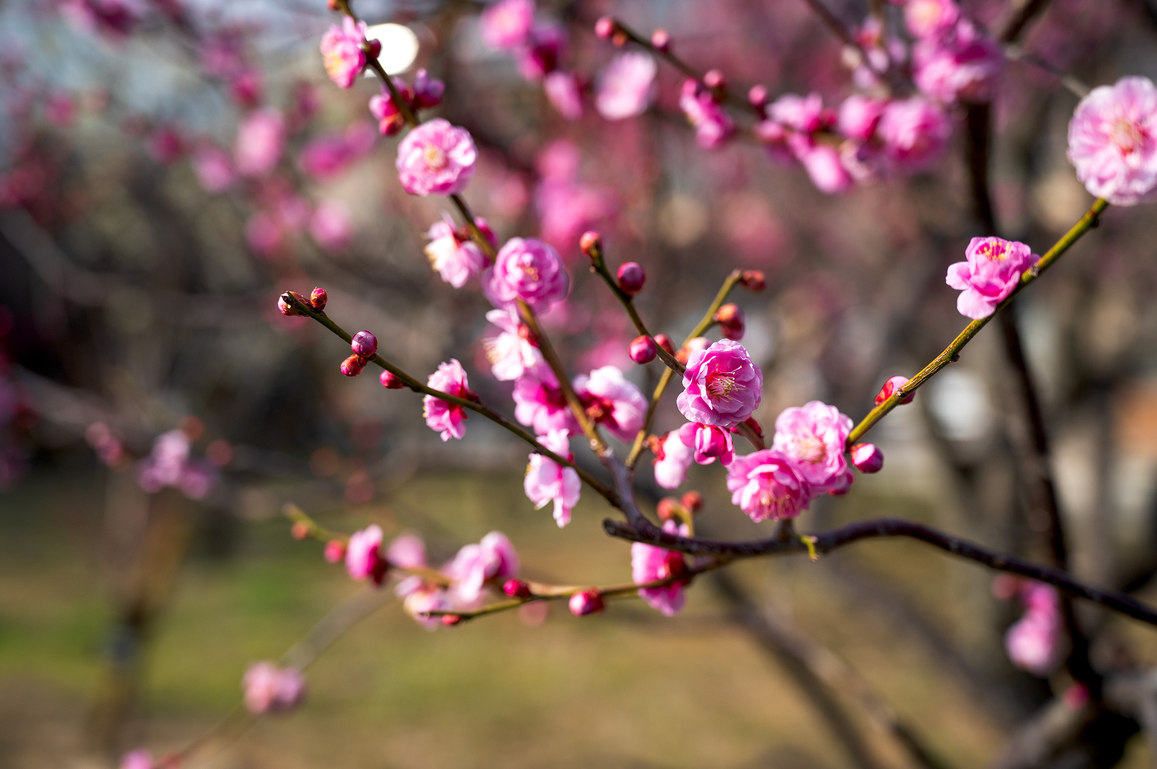 Ode to the Venerable Plum Blossom Trees – Masaki -N- Kansai